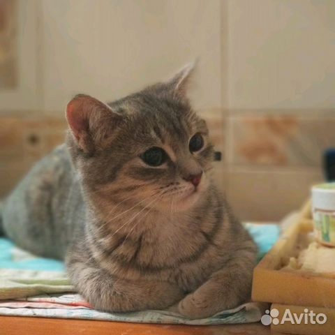 Отдадим молодую хорошенькую котейку