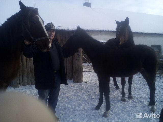 Продам лошадей