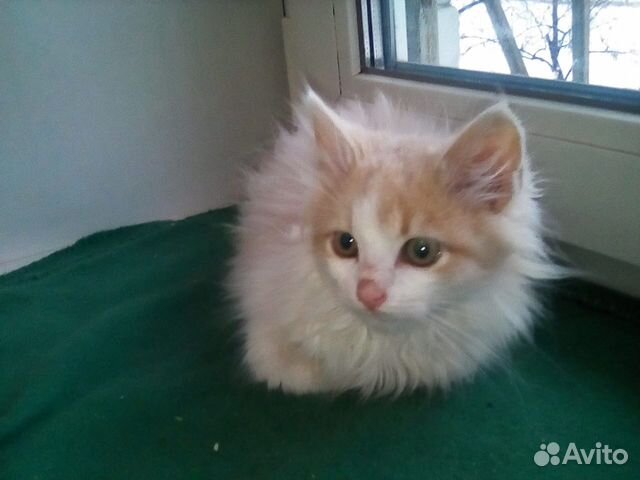 Пушистые Рыжие котята-Мальчики в дар 3 мес