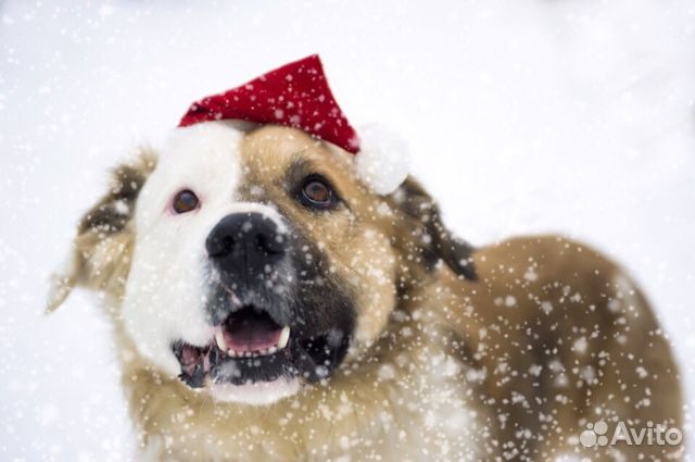 Санта-Клаус ищет дом