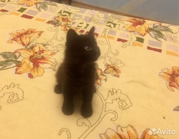 Отдам котёнка в добрые руки