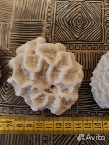 Кораллы натуральные