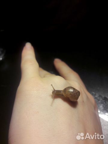 Малыши ахатины