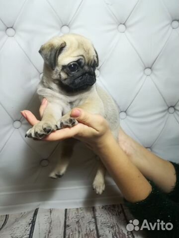 Бежевые девочки РКФ