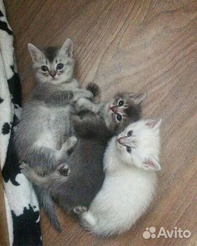 Британские котята