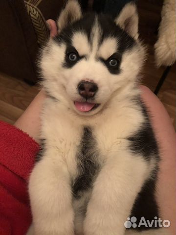 Хаски, голубоглазая девочка