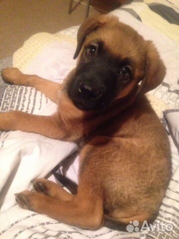 Ищу надежного хозяина