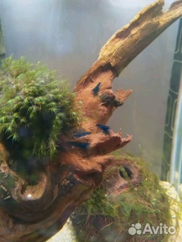 Креветки синие Блю дрим. Вишни. Раки