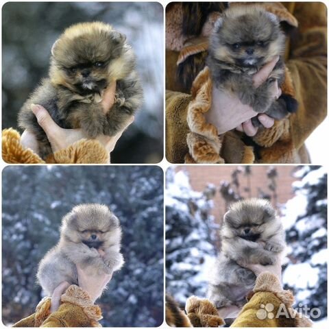 Миниатюрные померанцы