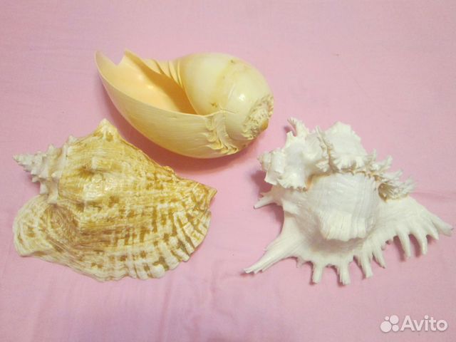 Ракушка Раковина Каракола, Мело, Мурекс