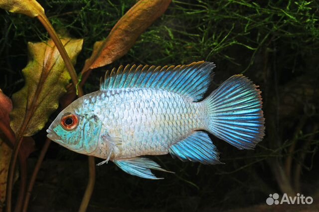 Продам рыбок