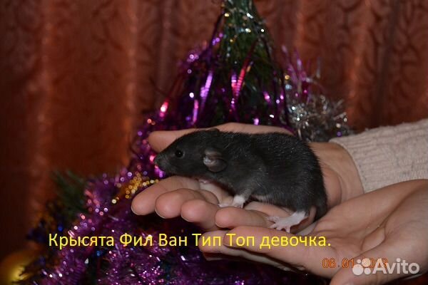 Крыс Крысенок Девочка ушки дамбо окрас Айриш