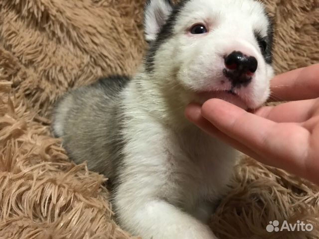 Сибирская хаски