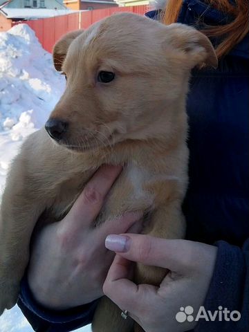 Малышка пеппа