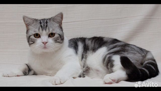 Scottish-Fold