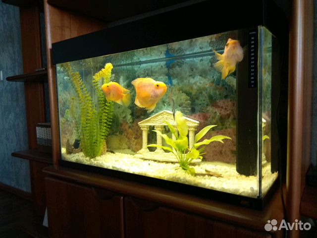 Аквариум с рыбами 125л