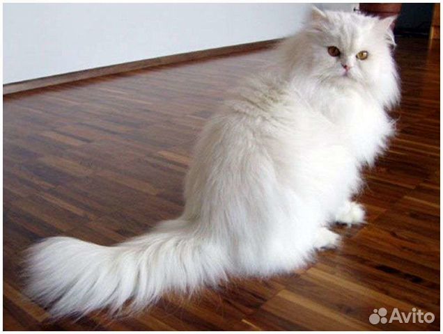 Красавица Снежка ищет новый дом