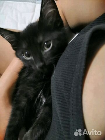 Котик