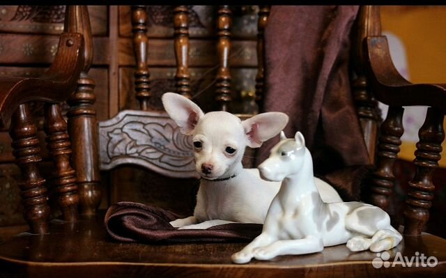 Супер мини красотка