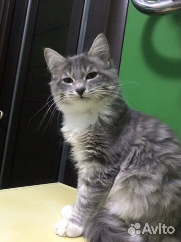 Отдам котенка по имени Андромеда в хорошие руки