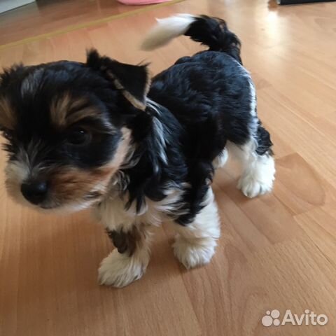 Щенки бивер-йорка, бивер мальчик и девочка(1,5 мес