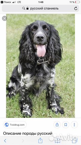 Найден русский спаниель