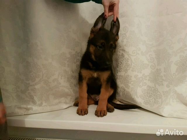 Клевый немецкий парень Харви