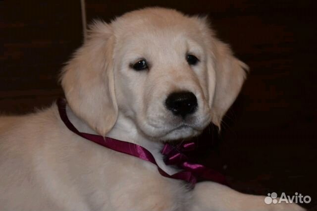 Щенок Золотистый Ретривер