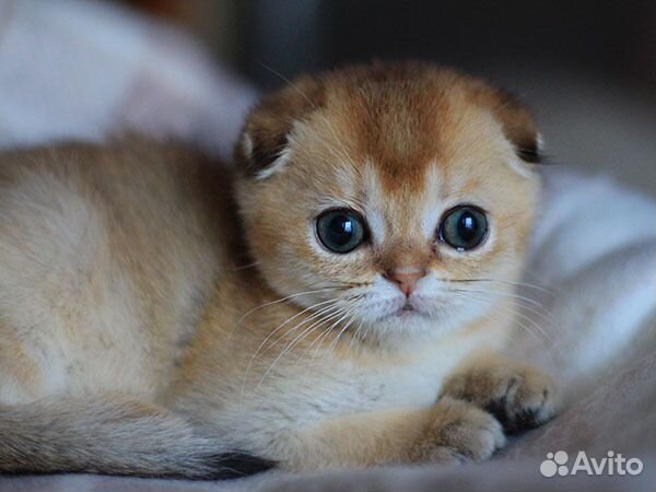 Золотая красавица