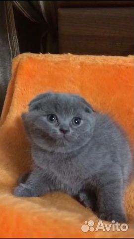 Пушистые милашки