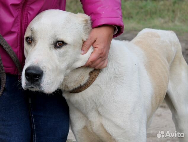 Алабай (сао) Орхан в дар