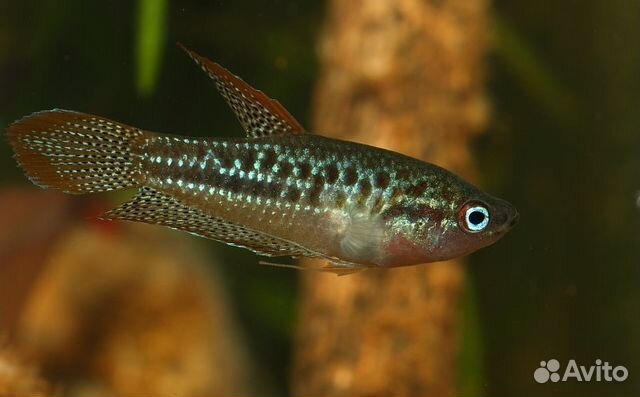 Гурами Карликовый Искрящийся Пумила