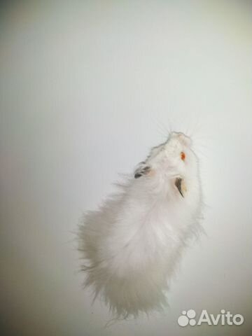 Хомяк в добрые руки