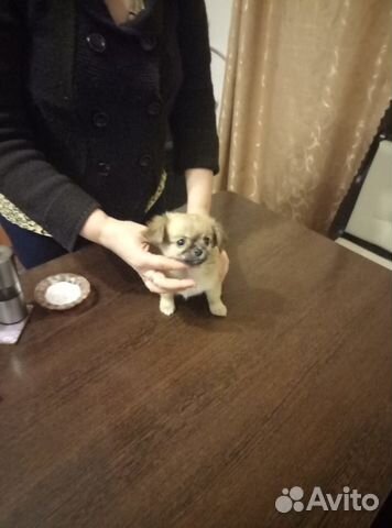 Длинношерстный чистокровный щенок чихуахуа