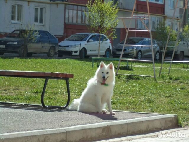 Вязка. Японский шпиц девочка