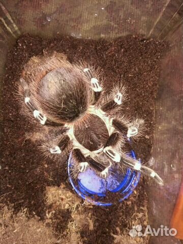 Паук птициед