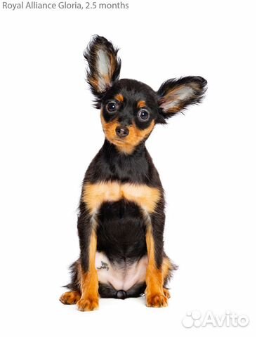 Чёрно-подпалая девочка Глория, док-ты РКФ