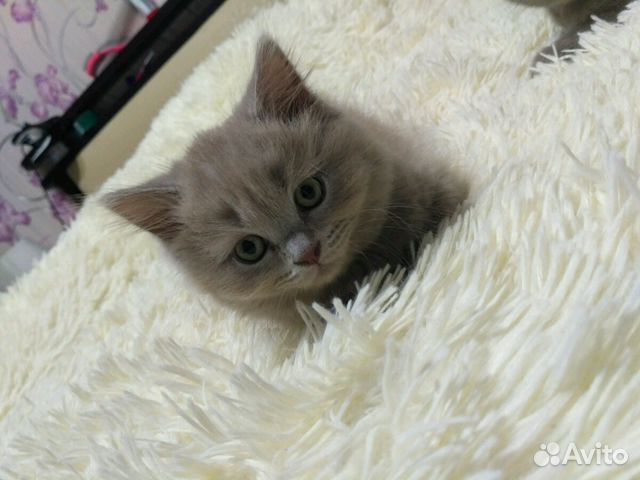 Шотландский мальчик