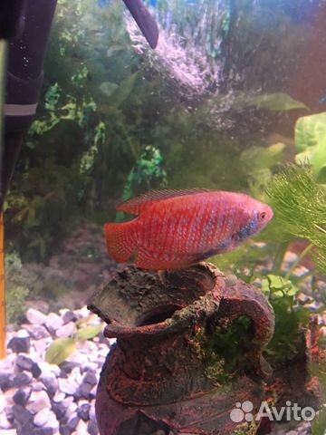 Лялиус, обменяю на данио,тернеция ваше приложение