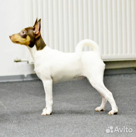 Амер. той-фокстерьер