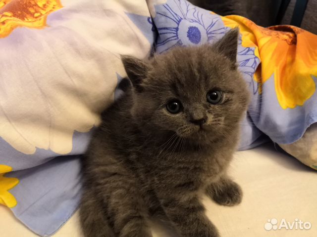 Маленькие британцы