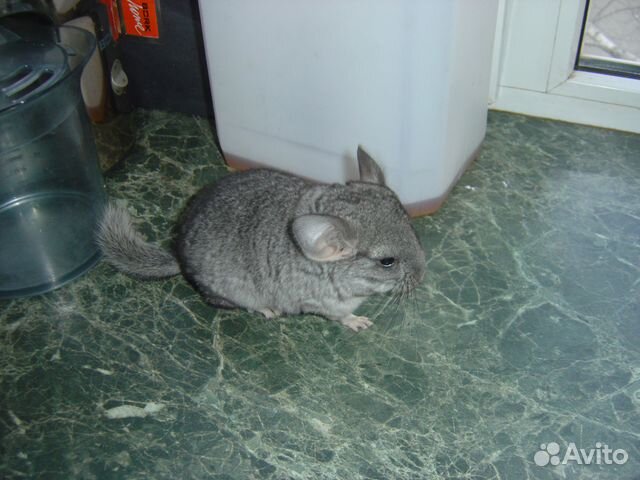 Шиншилла девочка 4 мес