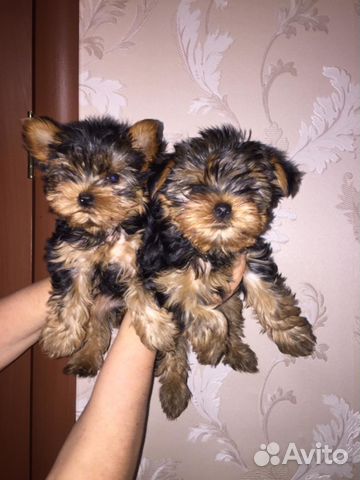 Продаю кутят