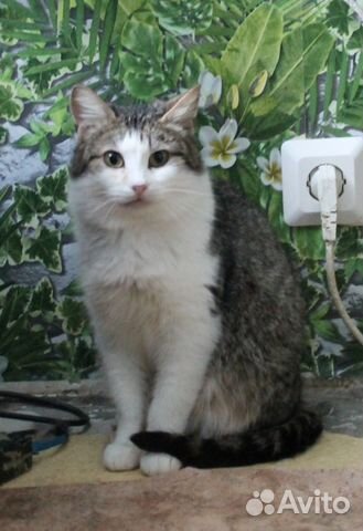 Котик ищет дом