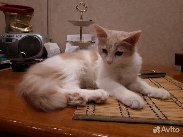 Котенок Пушок