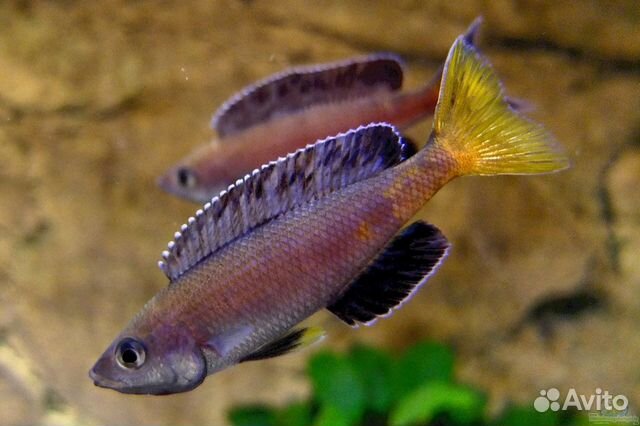 Циприхромис (Cyprichromis leptosoma) 6-7см