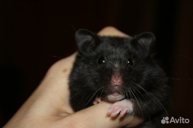 Отдам хомяка