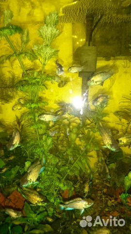 Наннакара блю