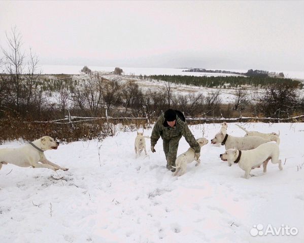 Охрана. выставки. спорт. это аргентинский дог