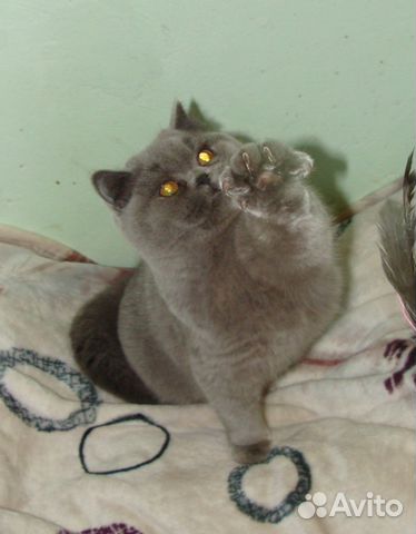 Британская кошечка